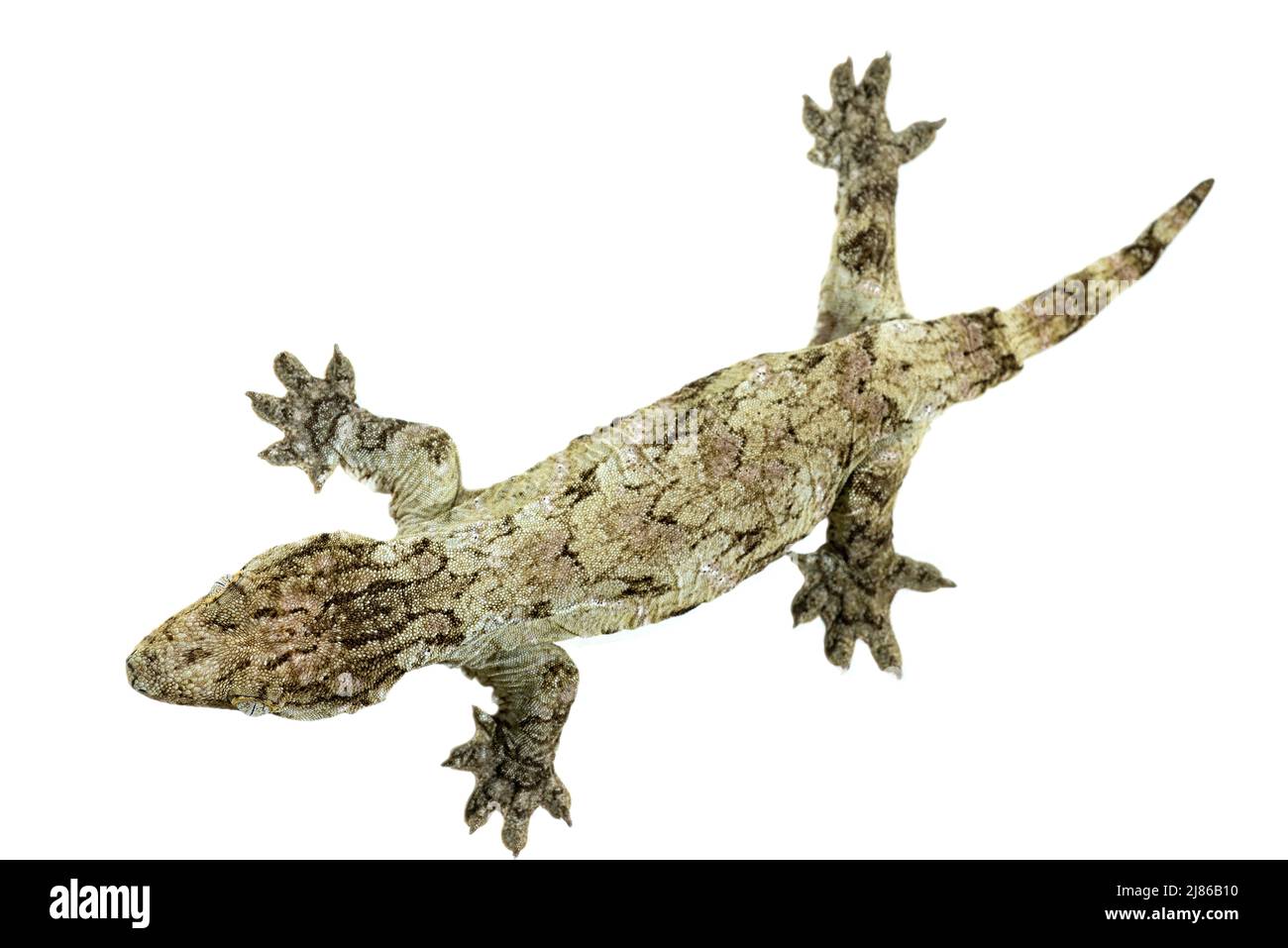 Henkel's giant gecko (Rhacodactylus leachianus henkeli) on white ...