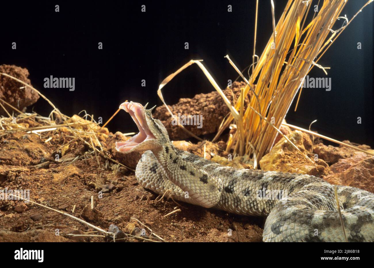 Desert Horned Viper Attack