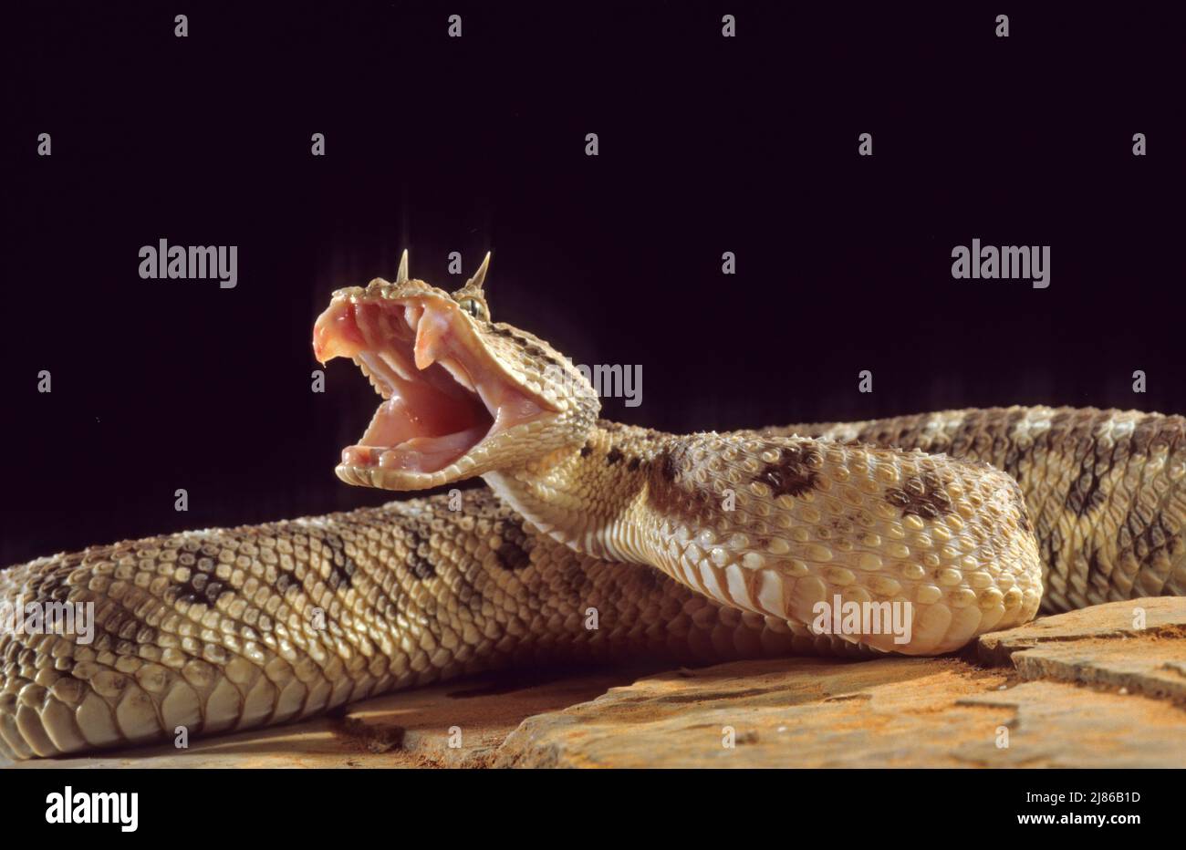 Desert horned viper (Cerastes cerastes) Biting, Ouarzazate, Morocco ...