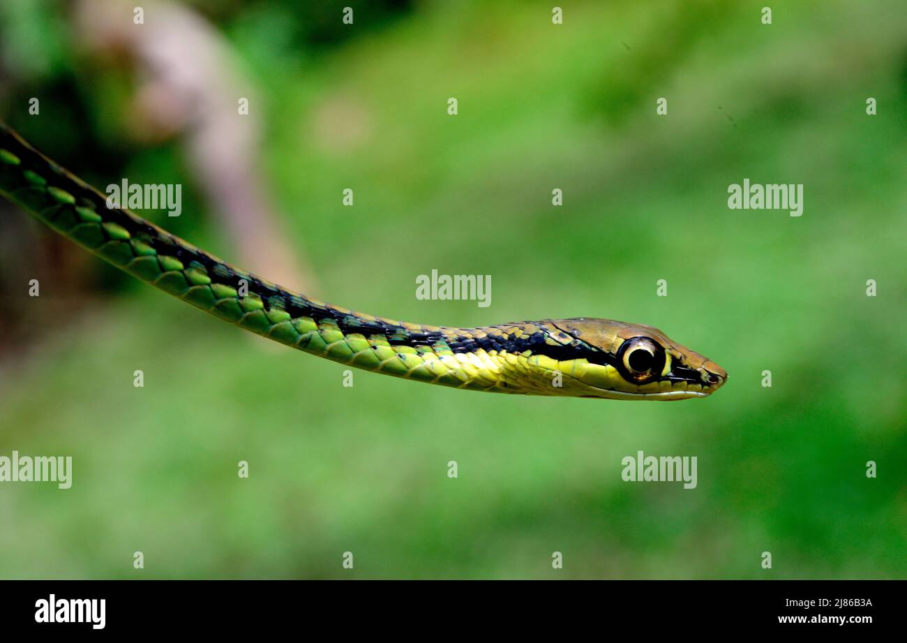 Portrait of Painted Bronzeback (Dendrelaphis pictus), Sumatra. S.E ...