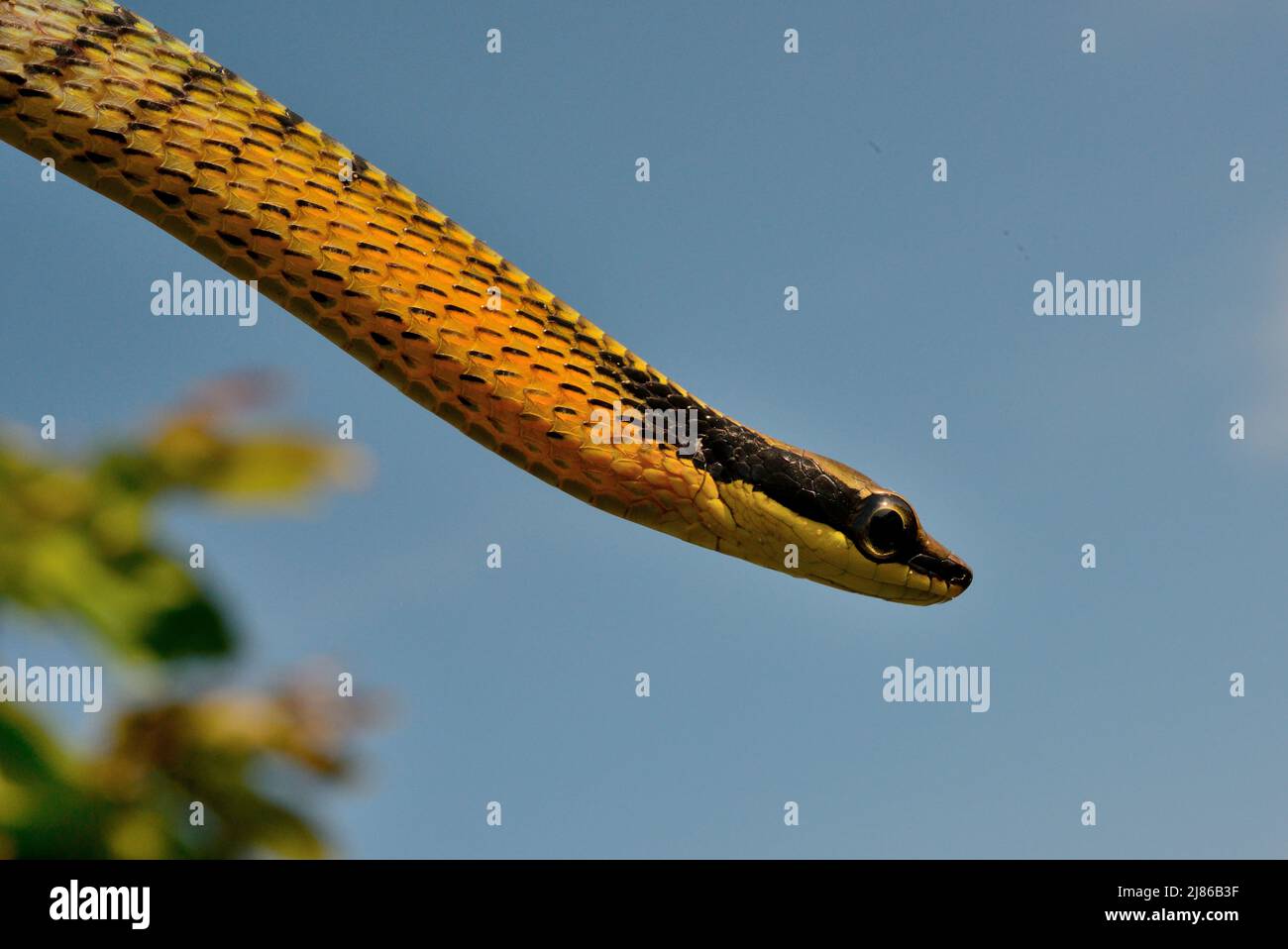 Portrait of Painted Bronzeback (Dendrelaphis pictus), Sumatra. S.E ...