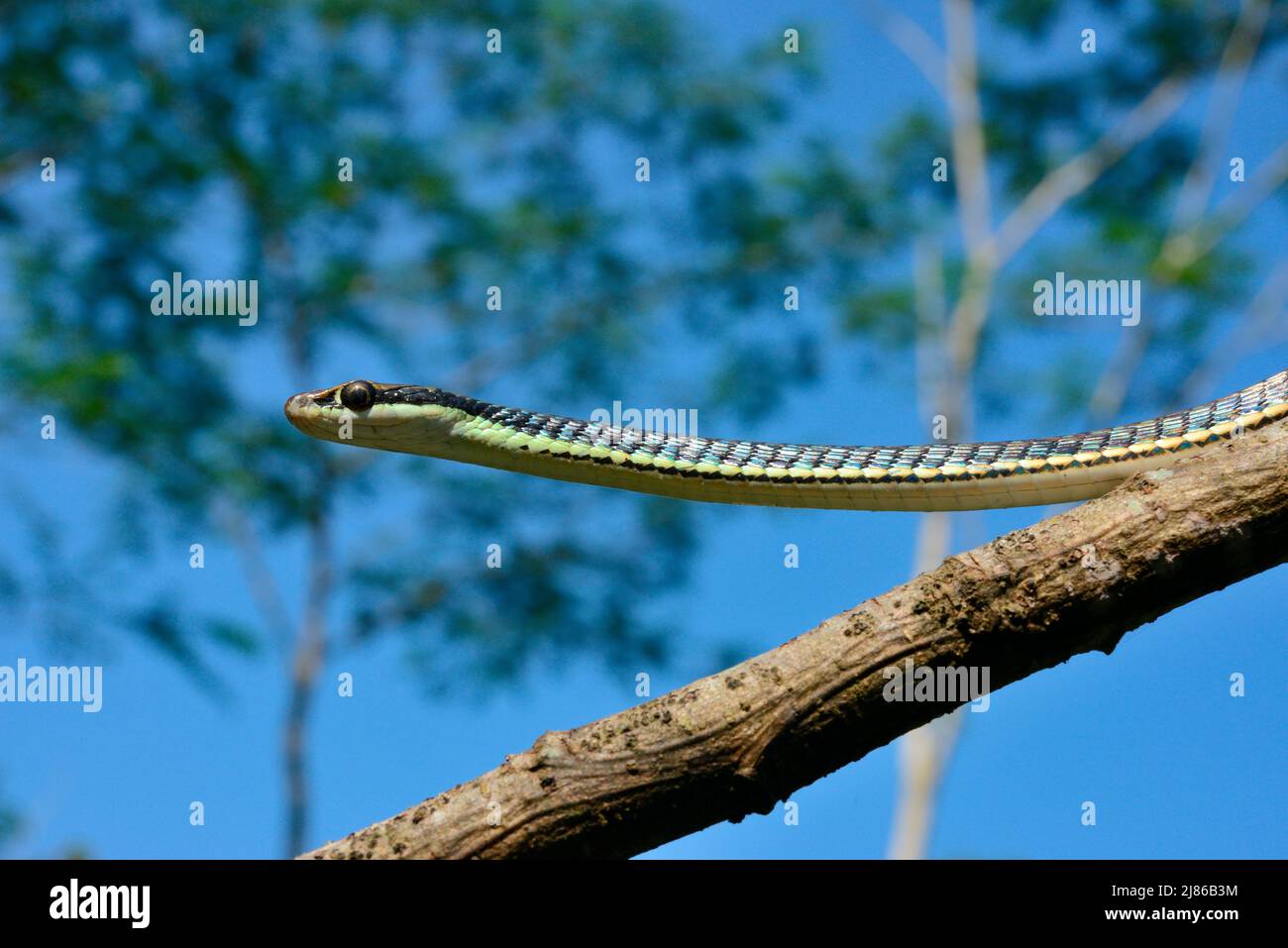 Painted Bronzeback (Dendrelaphis pictus) on a branch, Sumatra. S.E ...