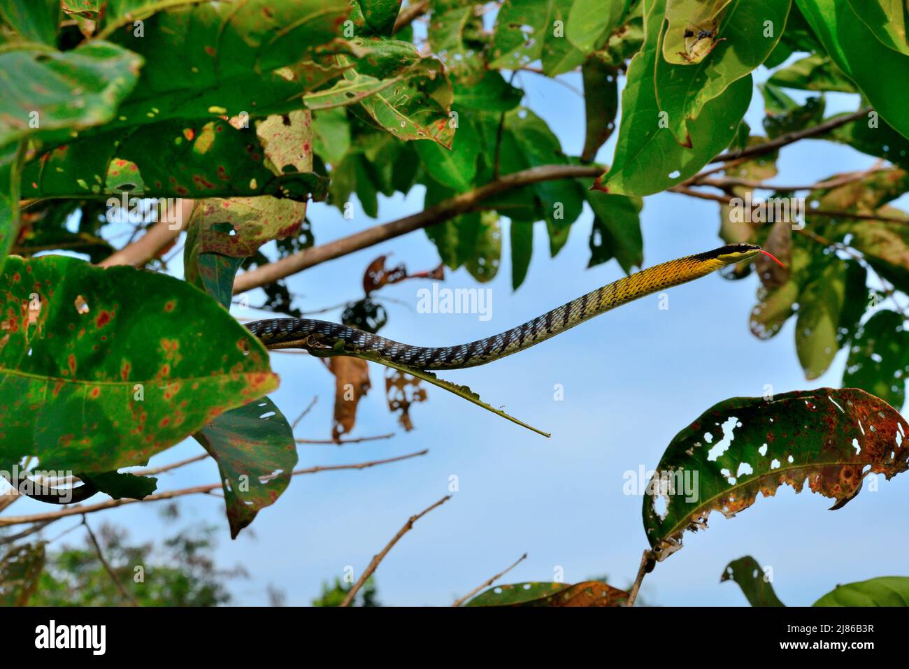 Painted Bronzeback (Dendrelaphis pictus) in a tree, Sumatra. S.E. Asia ...