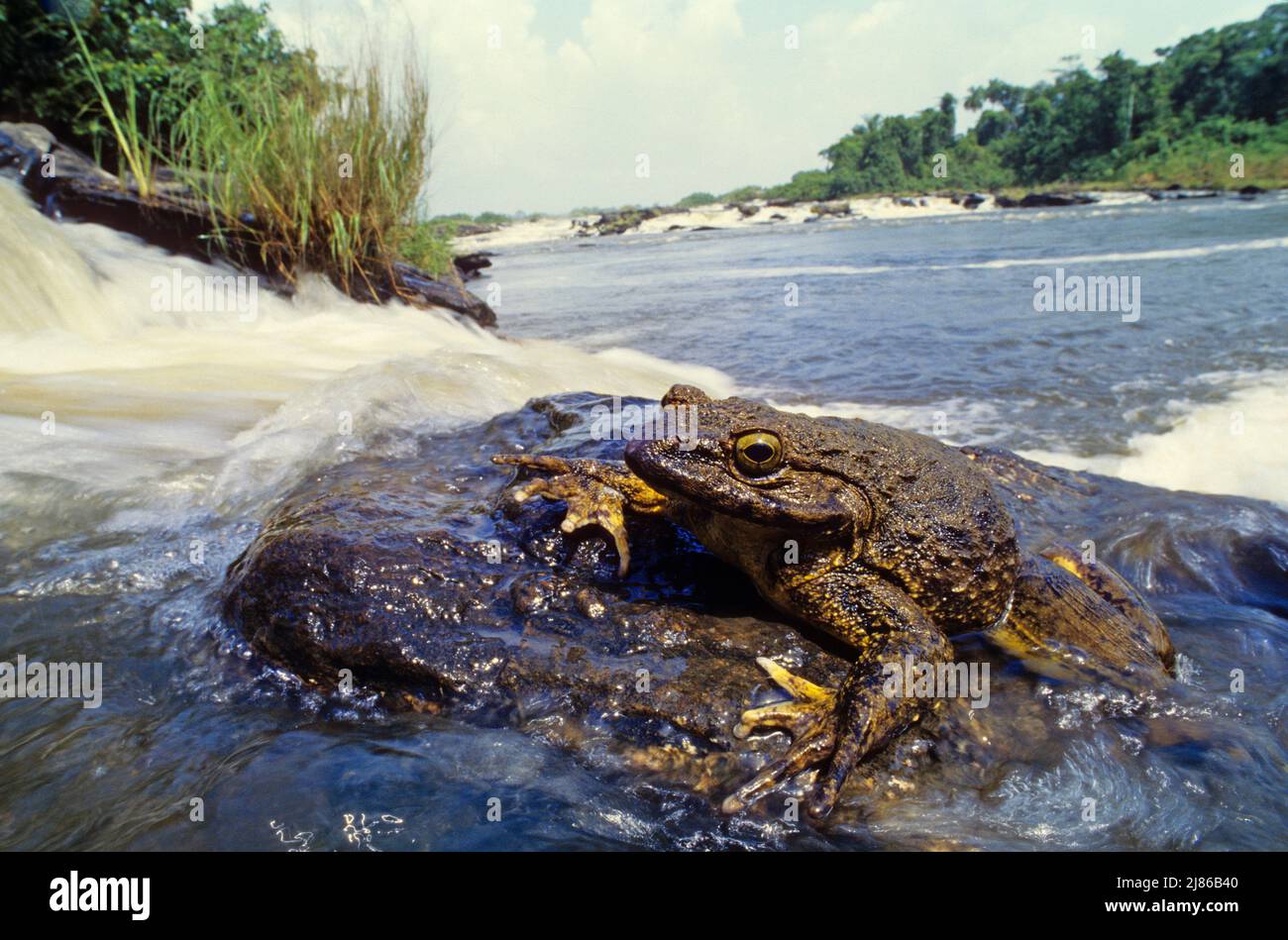 Goliath frog (Conraua goliath), South Cameroon Stock Photo - Alamy