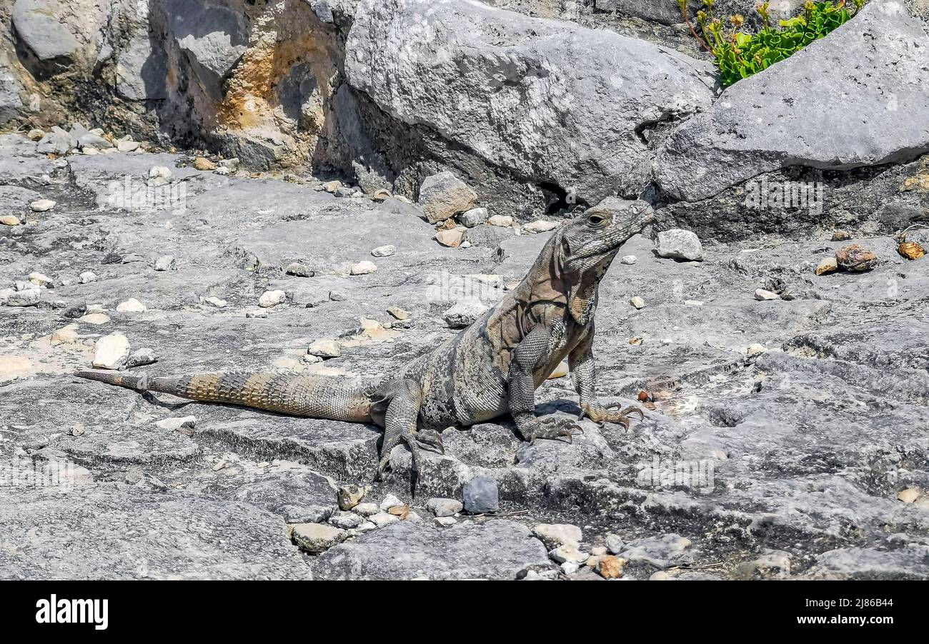 Huge Iguana gecko animal on rocks at the ancient Tulum ruins Mayan site ...