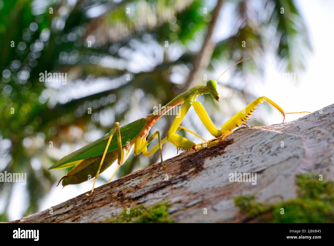 Giant Asian Mantis (Hierodula sp Stock Photo - Alamy