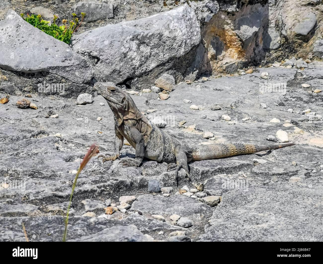 Huge Iguana gecko animal on rocks at the ancient Tulum ruins Mayan site ...