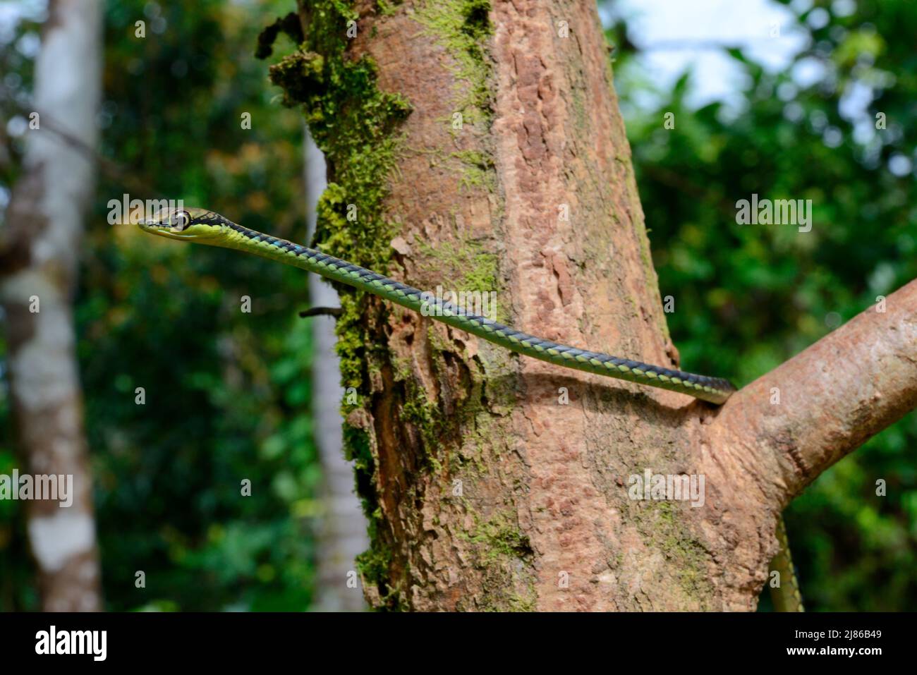 Painted Bronzeback (Dendrelaphis pictus) on a tree, Sumatra. S.E. Asia ...