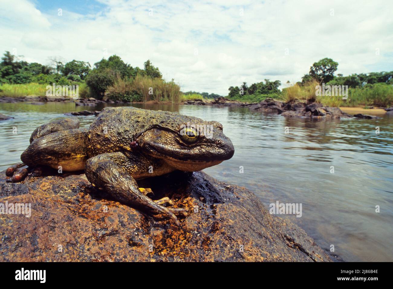 Goliath frog (Conraua goliath), South Cameroon Stock Photo - Alamy