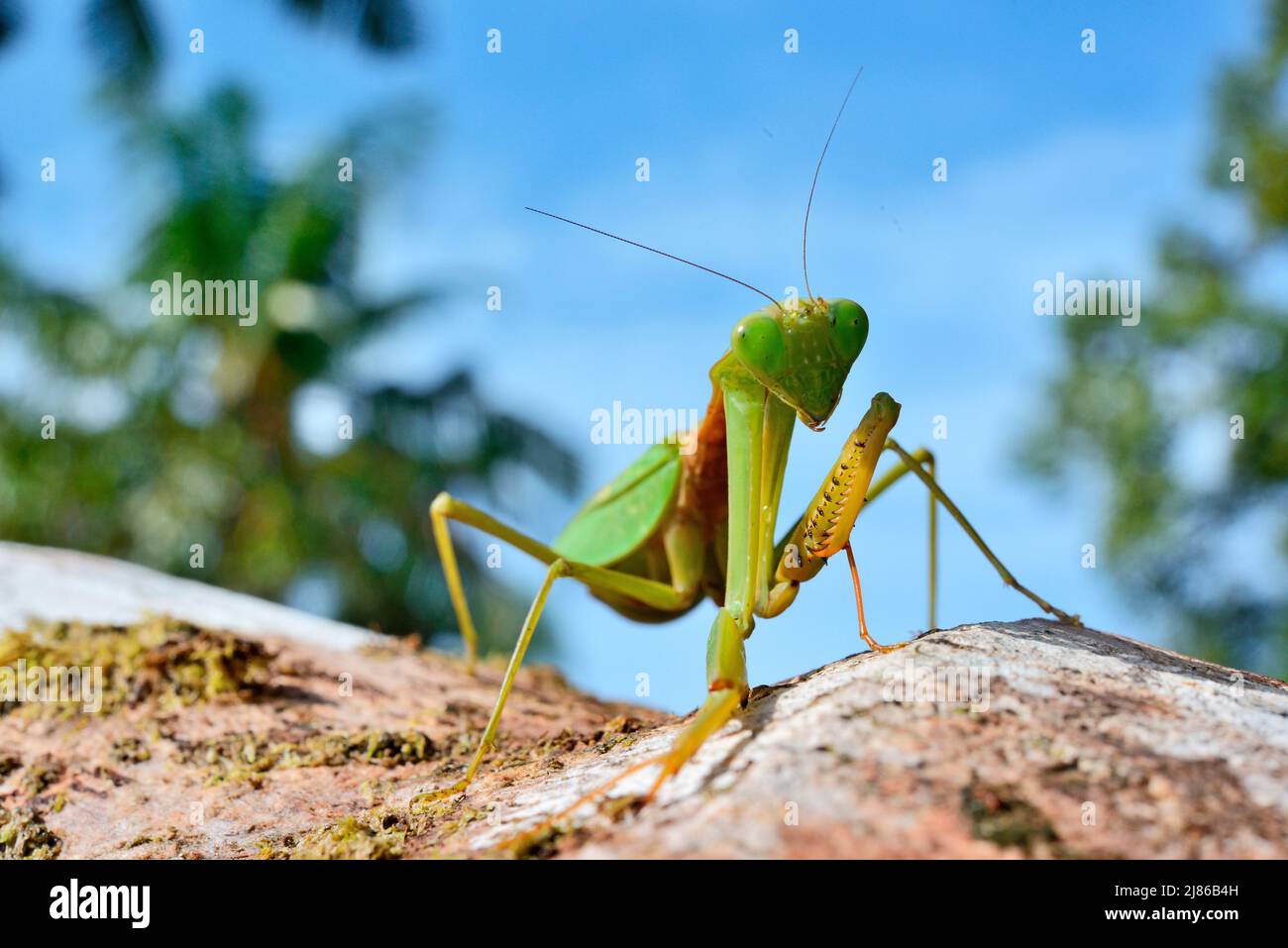 Asian giant mantis hi-res stock photography and images - Alamy
