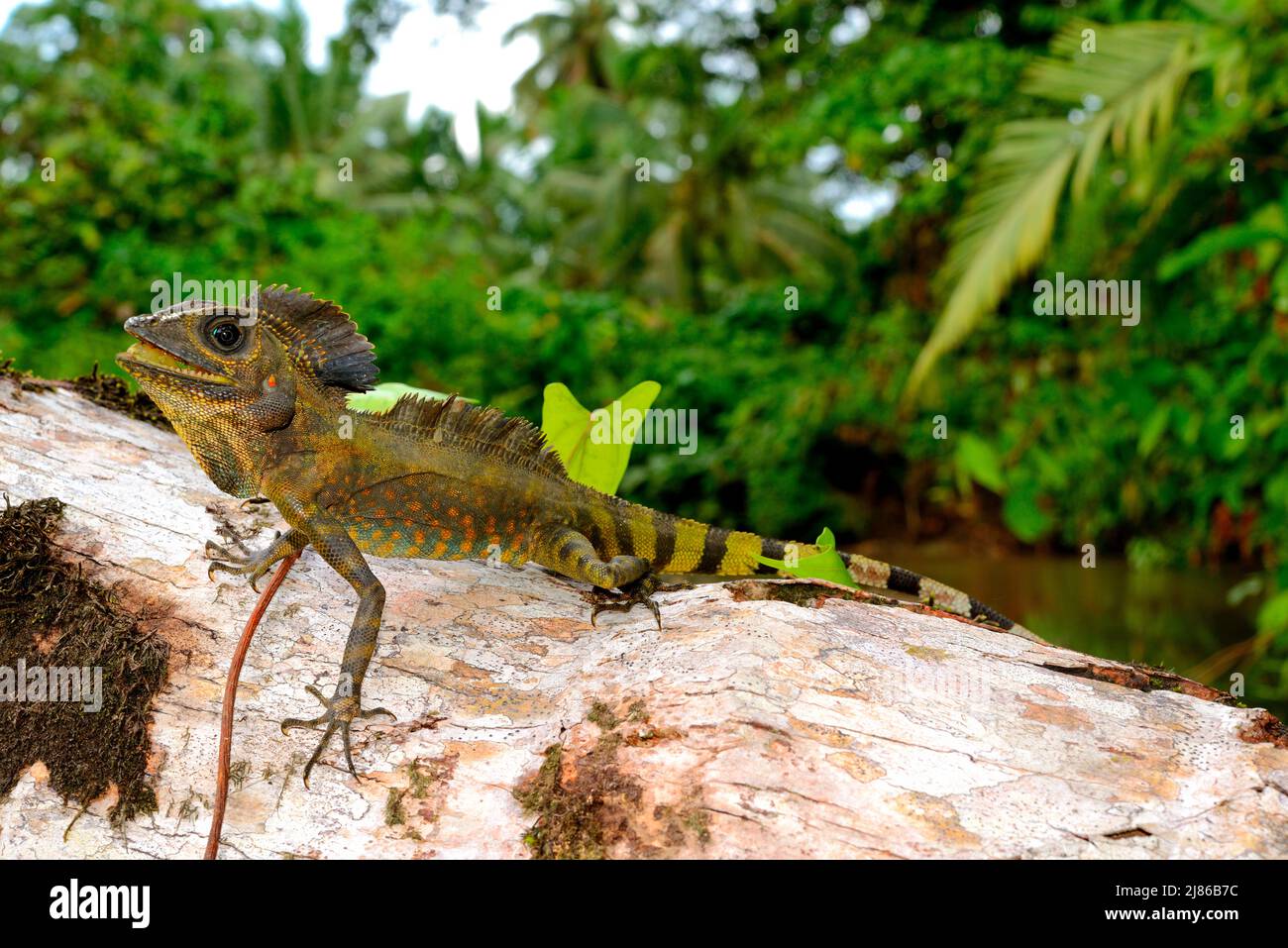 Giant Forest Dragon or Great Anglehead Lizard (Gonocephalus grandis ...