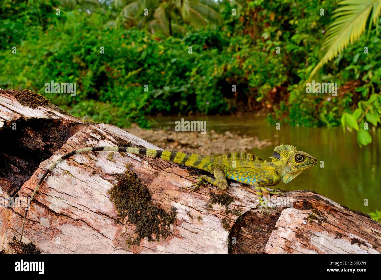 Giant Forest Dragon or Great Anglehead Lizard (Gonocephalus grandis ...