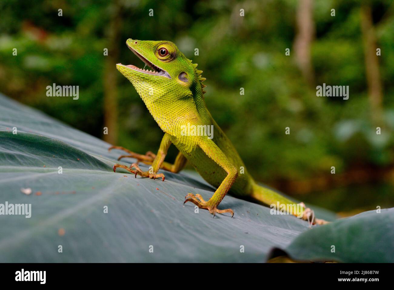 Green crested lizard (Bronchocela cristatella), Gunung Leuser, Sumatra ...