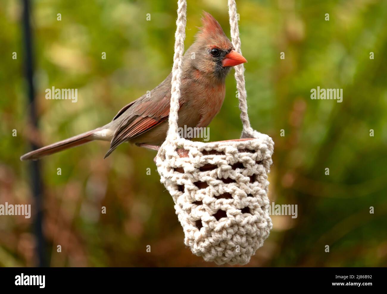 Northern Cardinal on a hanging seed basket Stock Photo - Alamy