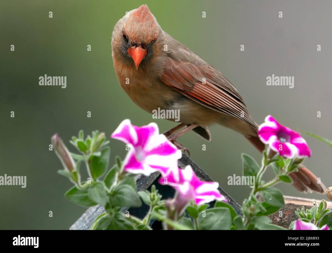 Northern Cardinal poses behind flowers Stock Photo - Alamy