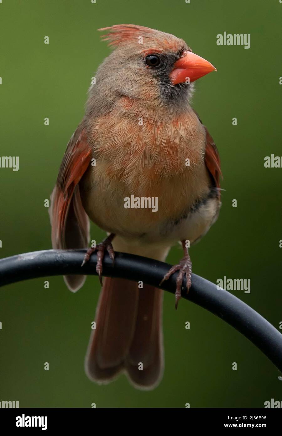 Northern Cardinal poses on a metal pole Stock Photo - Alamy