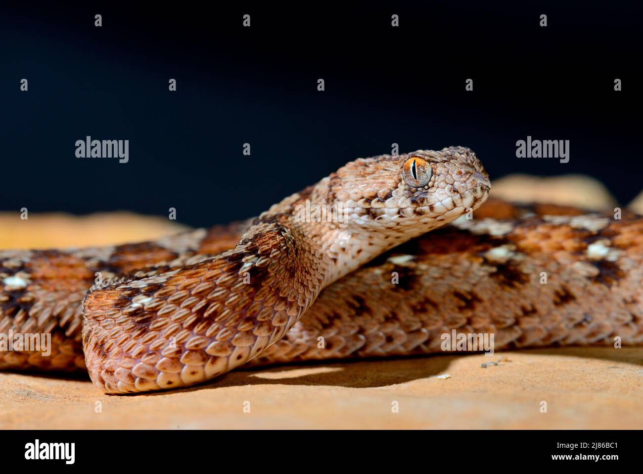 Portrait of Ocellated carpet viper (Echis ocellatus), From Mauritania ...