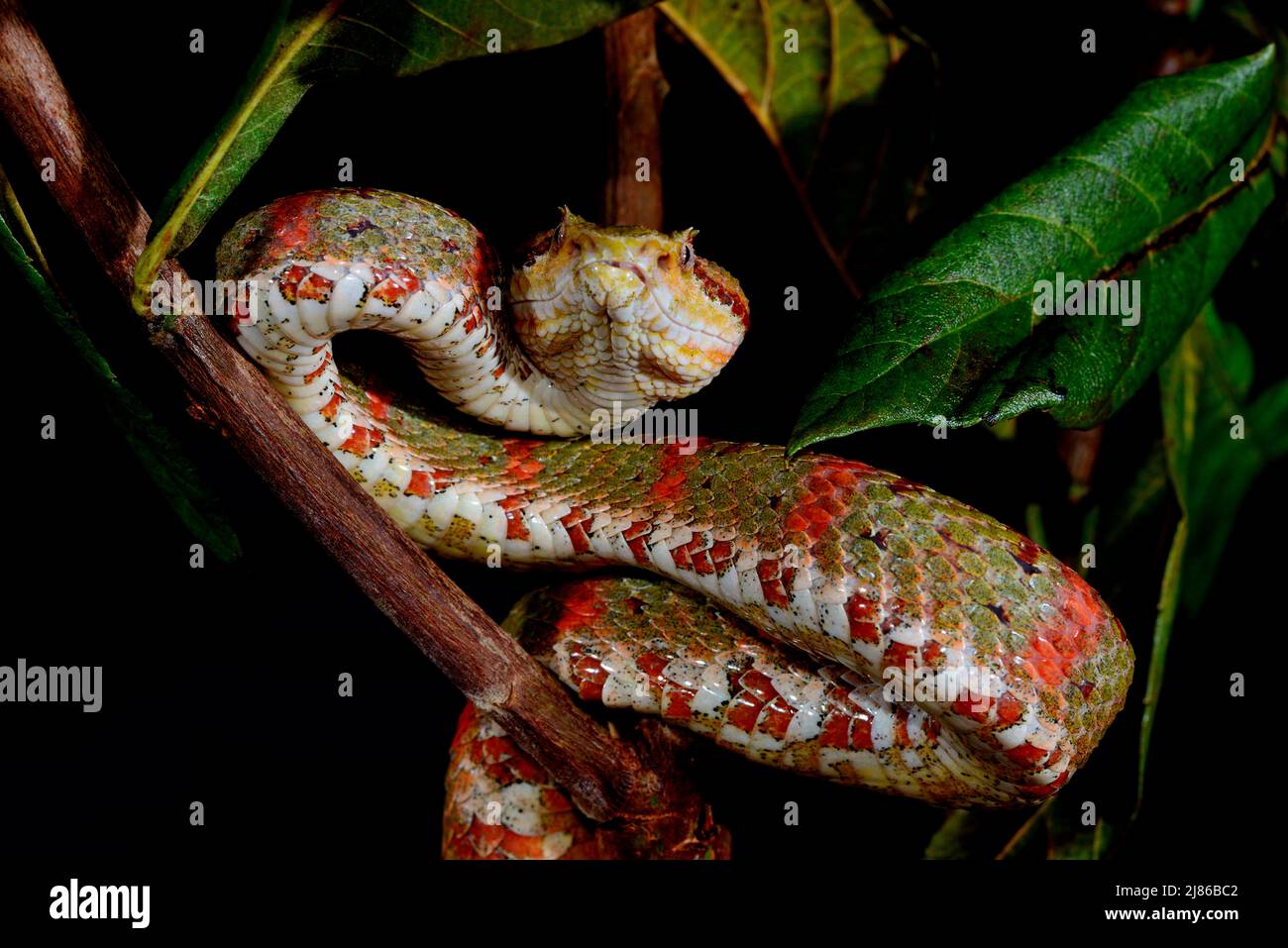 Eyelash pit viper (Bothriechis schlegelii), From Belize to Peru Stock ...