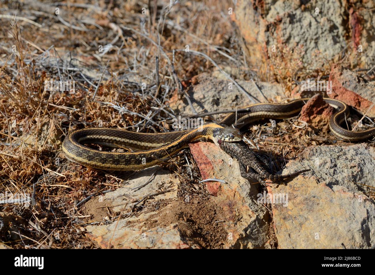 Checkered Garter Snake eating a Yarrow spiny lizard ( Sceloporus ...
