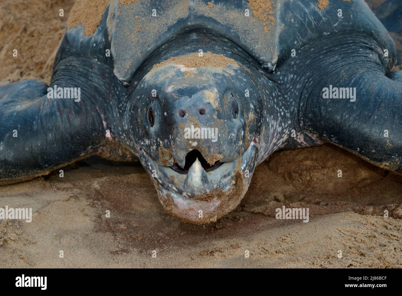 Giant Leatherback Turtle Mouth