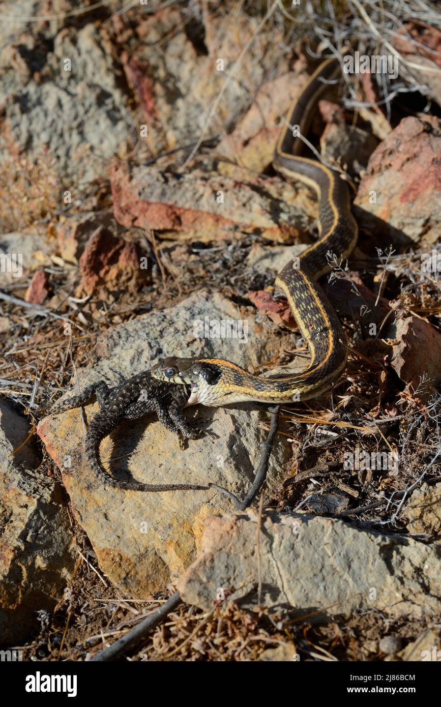 Checkered Garter Snake eating a Yarrow spiny lizard ( Sceloporus ...