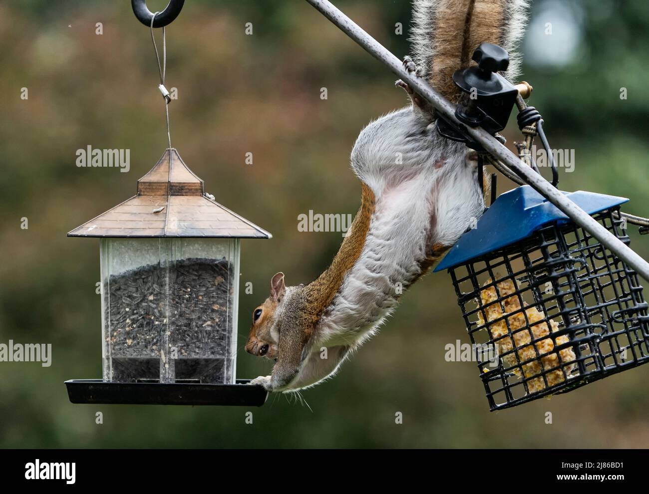 Underbelly of a bird hi-res stock photography and images - Alamy