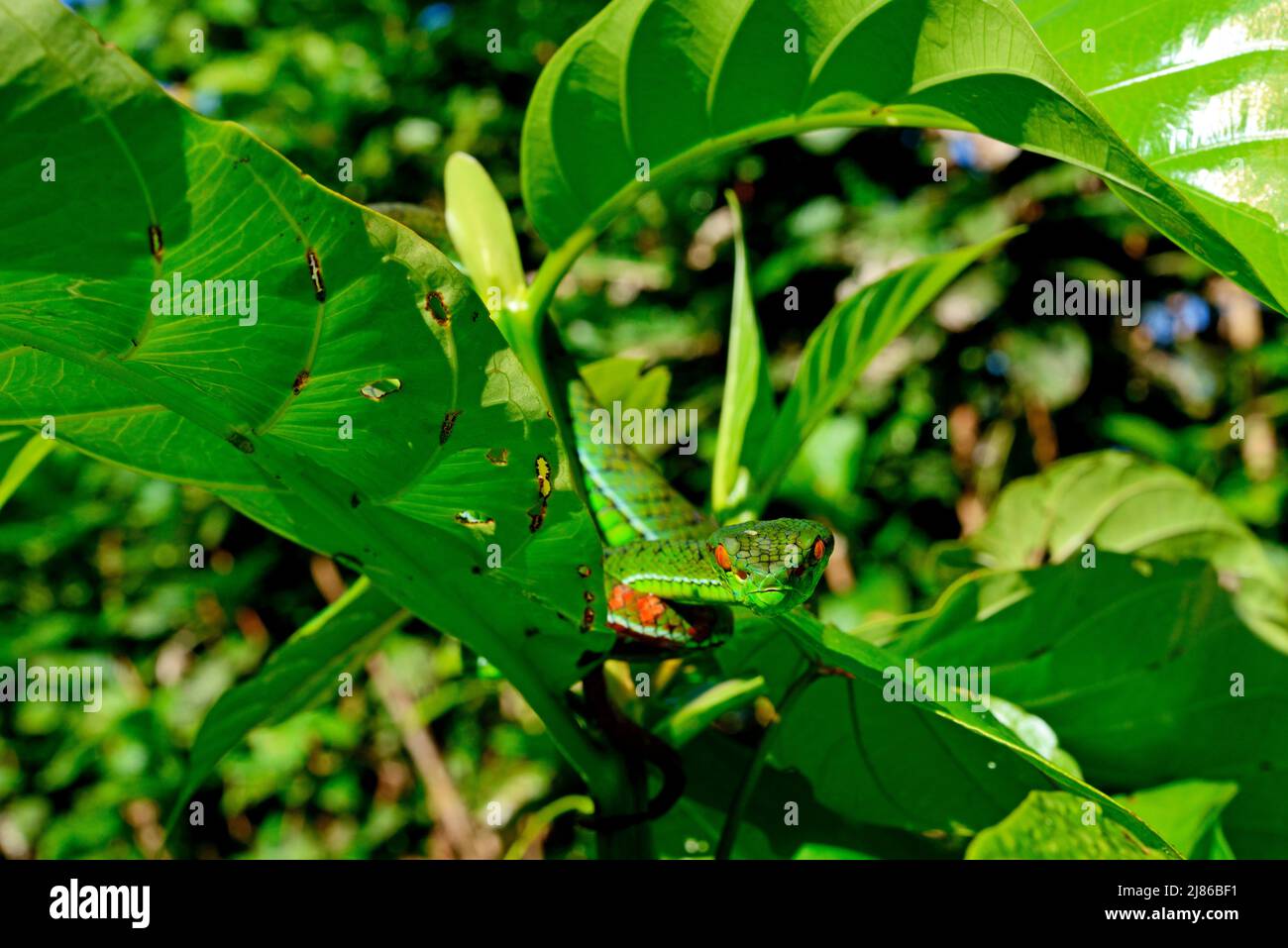 Sabah pit viper (Trimeresurus sabahi), Siberut island, West Sumatra ...