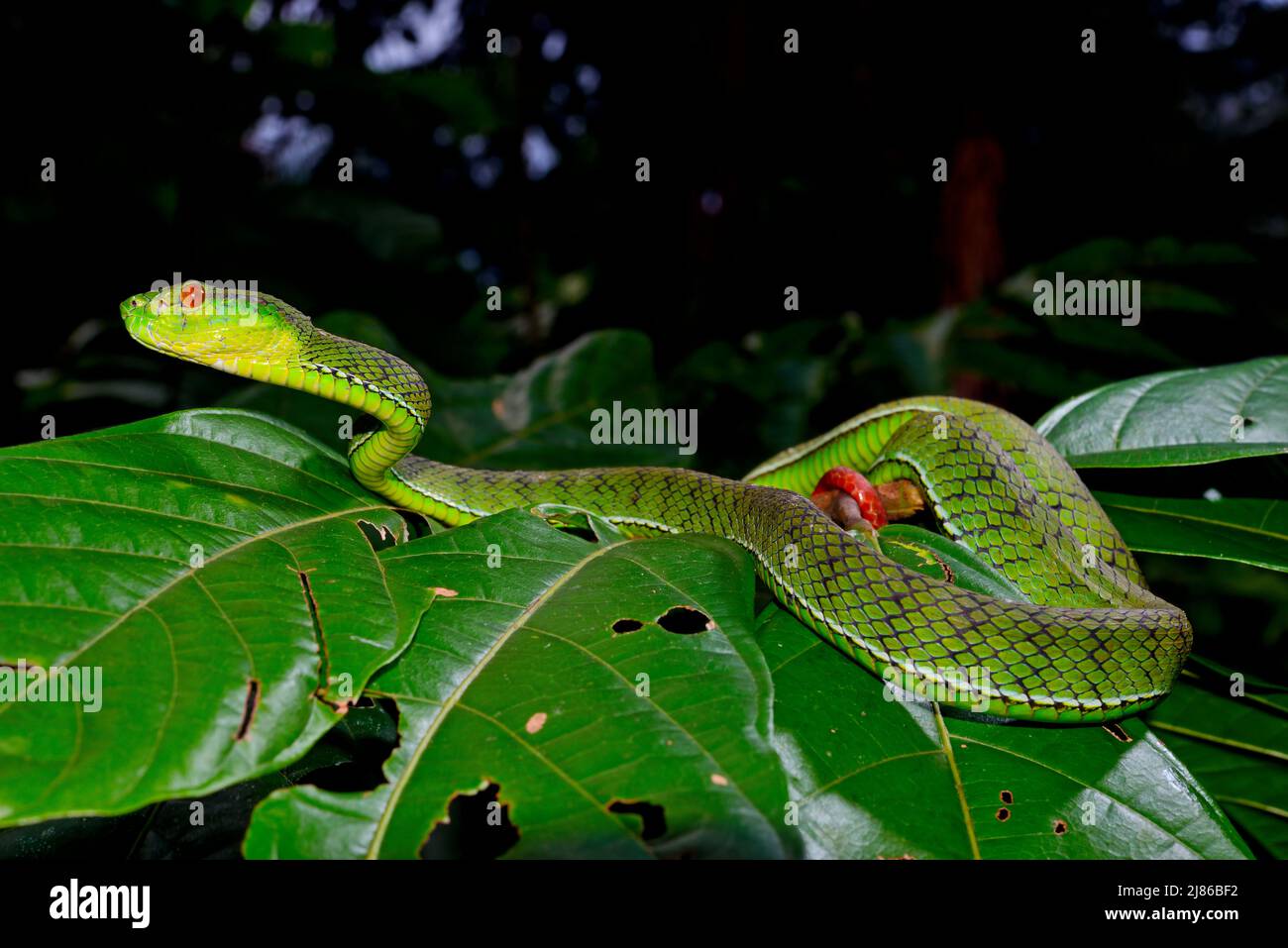 Sabah pit viper (Trimeresurus sabahi), Siberut island, West Sumatra ...