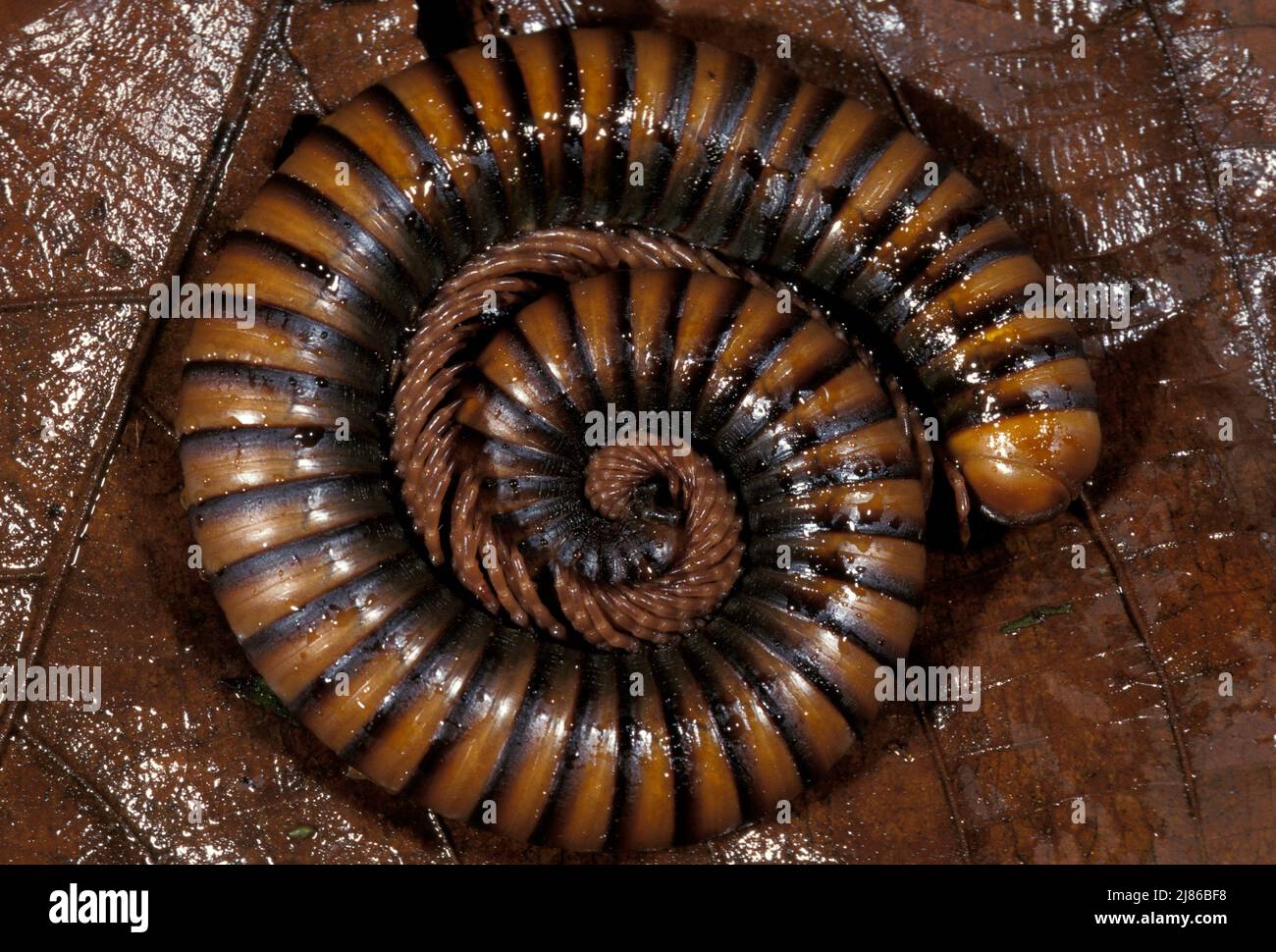 Iulus sp hi-res stock photography and images - Alamy