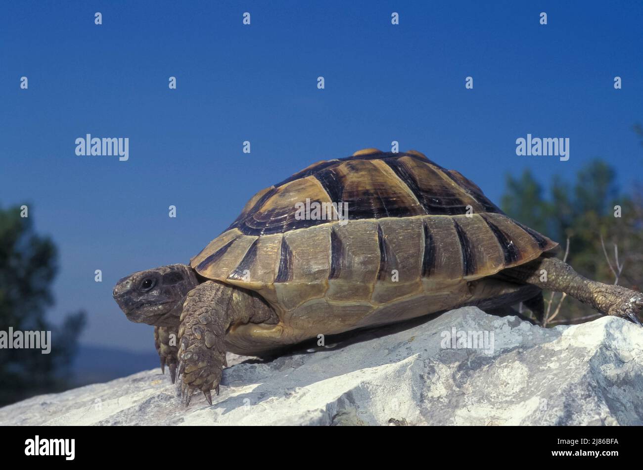 Spur-thighed turtle (Testudo graeca) on a rock, Europe Stock Photo - Alamy