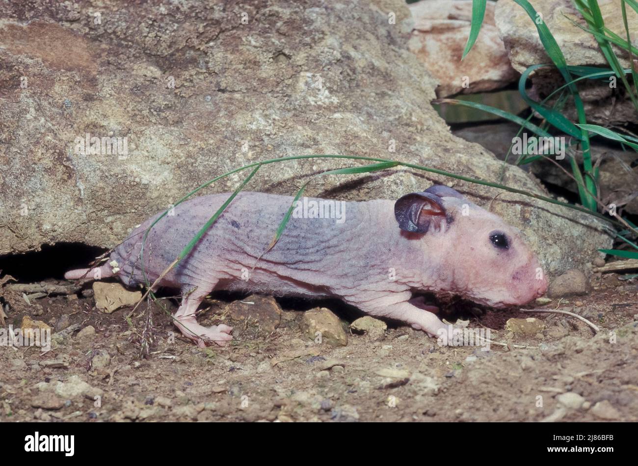 Hairless domestic hamster after genetic mutation, France Stock Photo ...