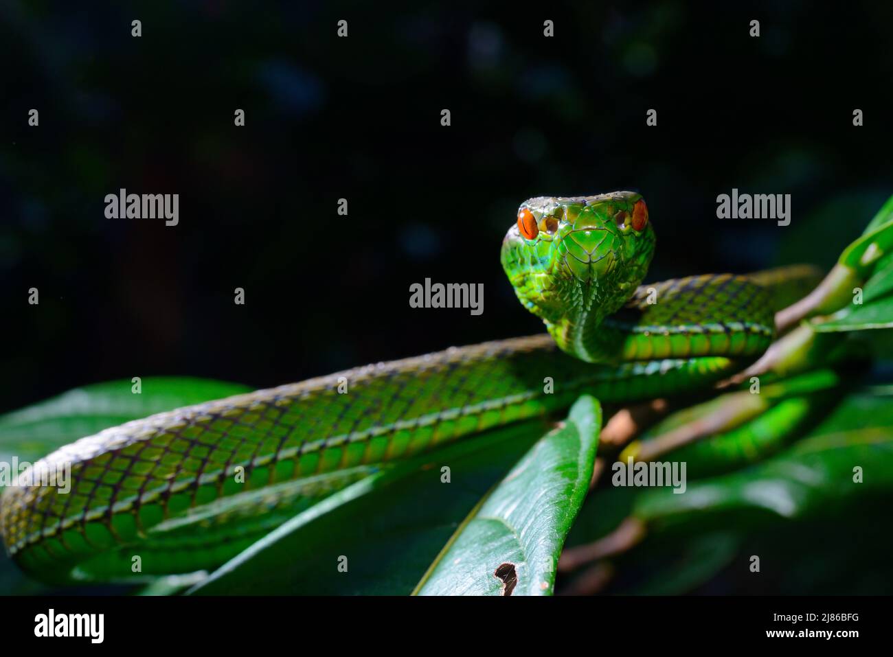 Portrait of Sabah pit viper (Trimeresurus sabahi), Siberut island, West ...