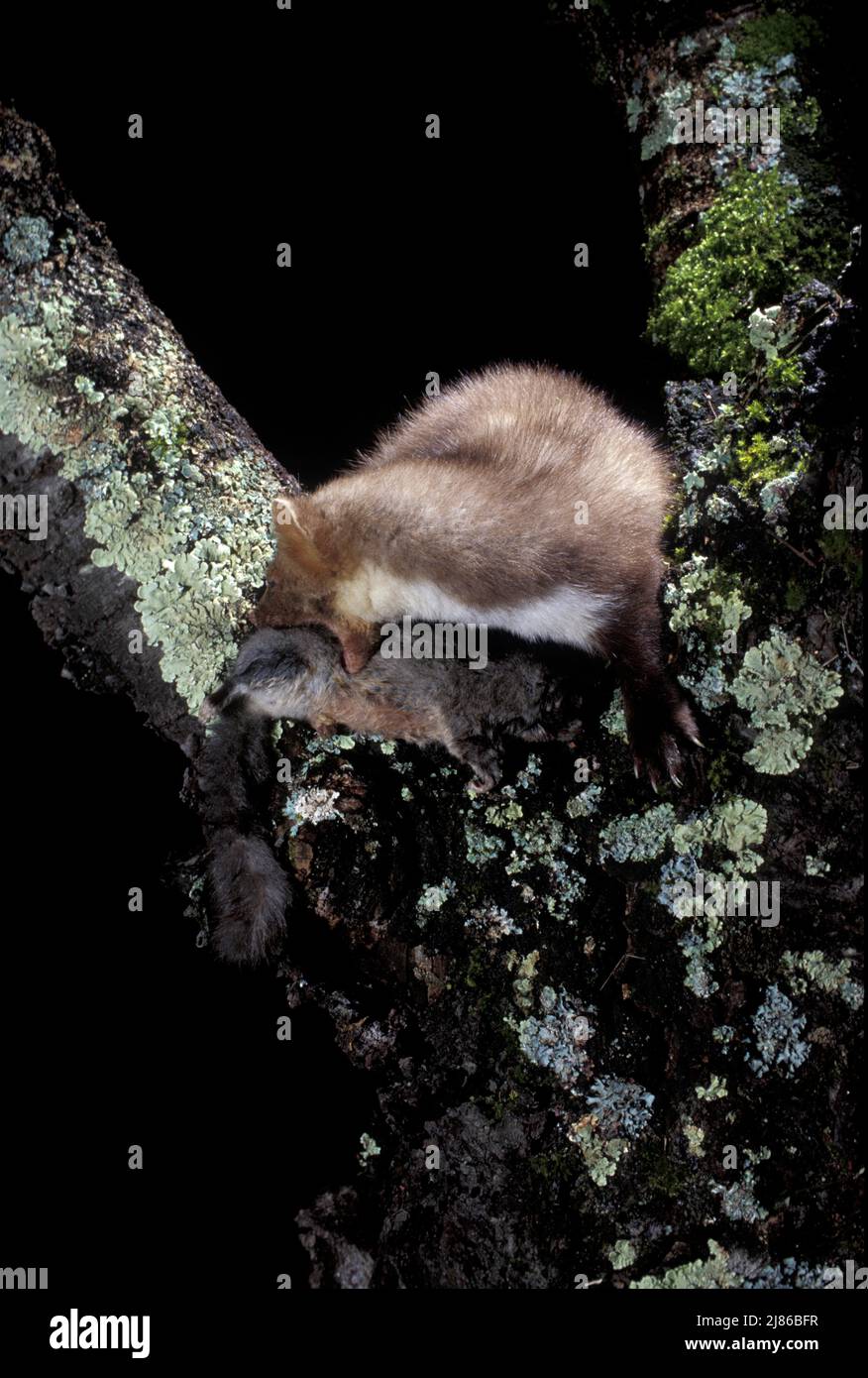 Beech Marten (Martes foina) with Grey dormouse (Glis glis) prey, Europe ...
