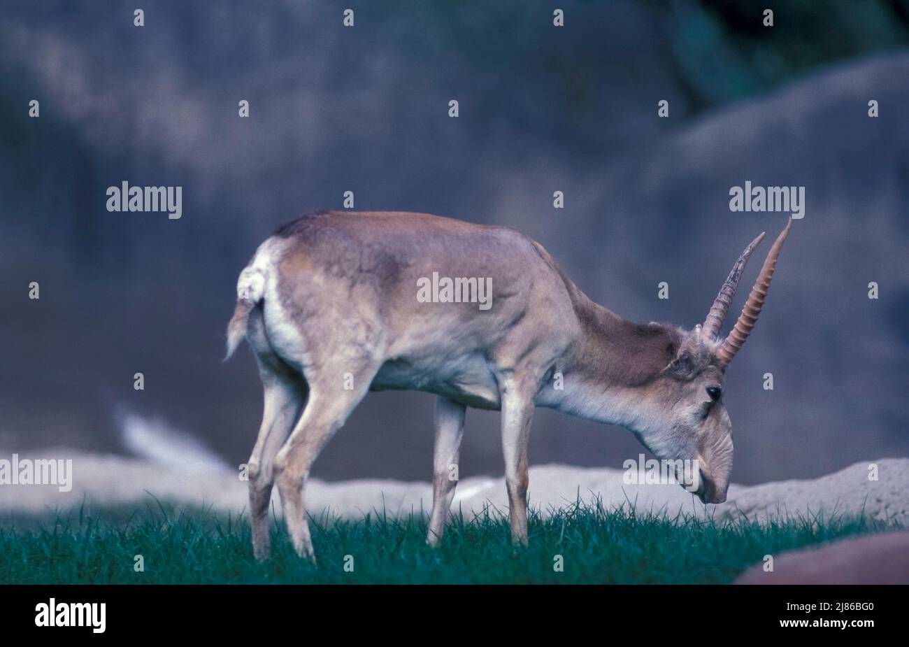 Saiga antelope (Saiga tatarica) male in grass, Asia Stock Photo - Alamy