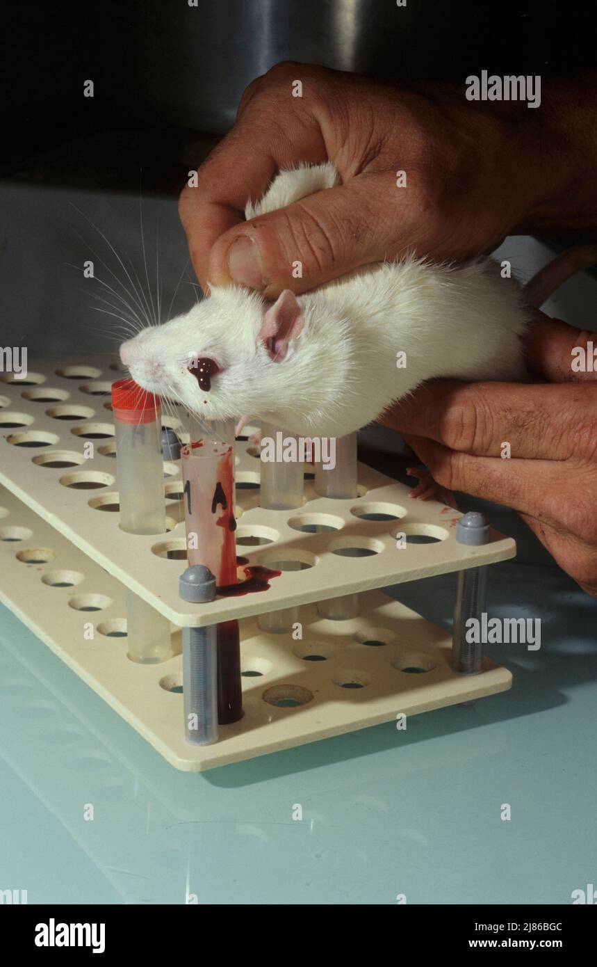 Blood taking away in the sine periorbital of a rat Labo Stock Photo - Alamy