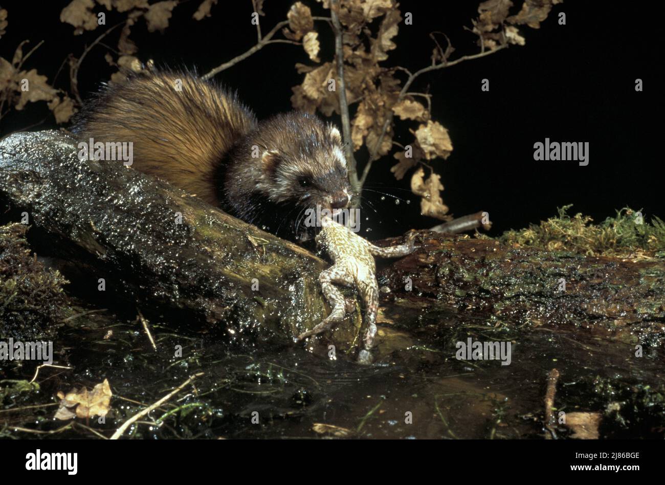 European polecat (Mustela putorius) with amphibian prey Stock Photo - Alamy