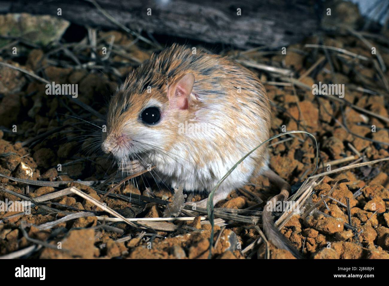 Lesser Egyptian Gerbil Stock Photo - Alamy