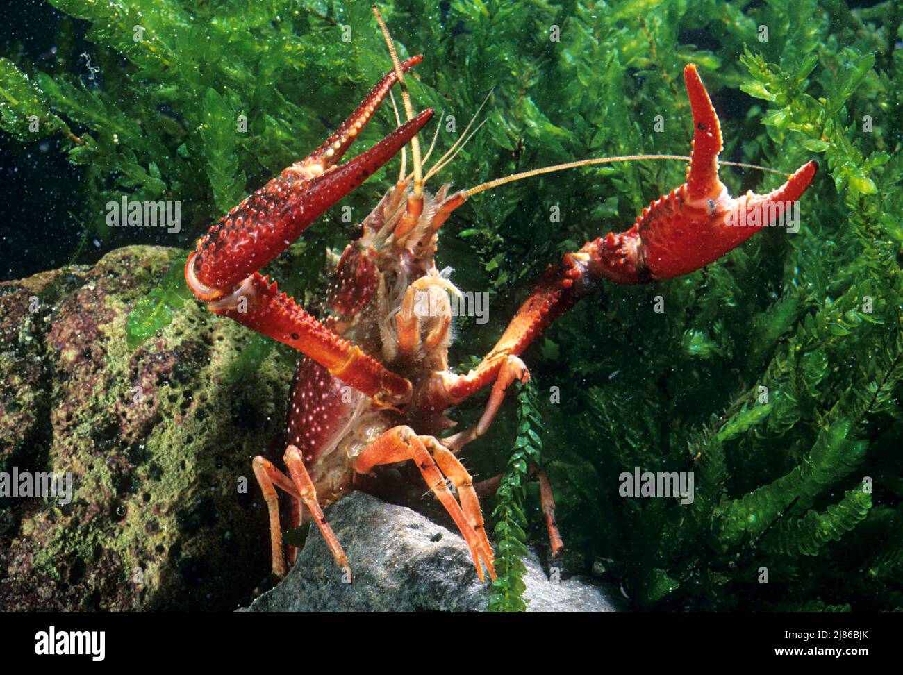 Red swamp crayfish (Procambarus clarkii), Native to America, Introduced ...