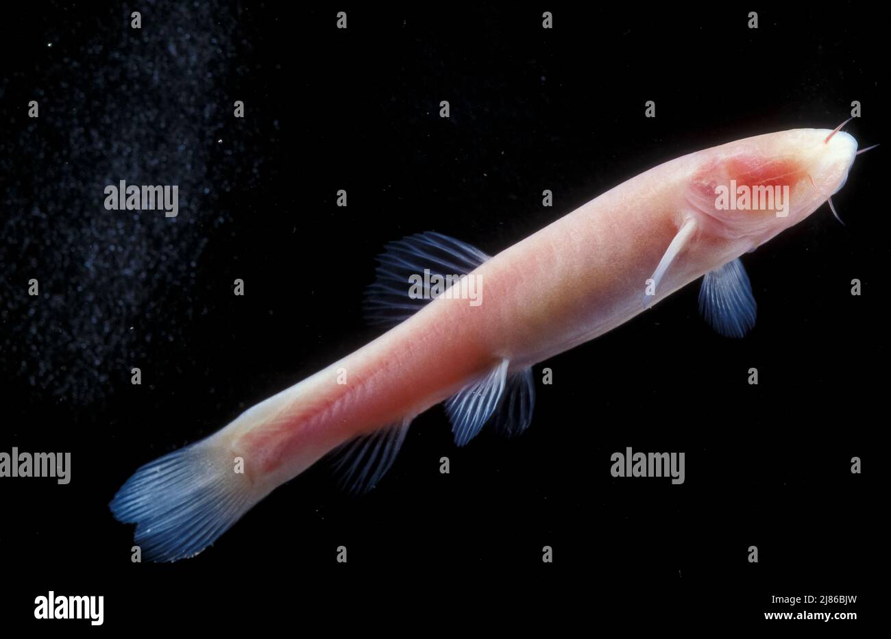 Blind cave fishes hi-res stock photography and images - Alamy