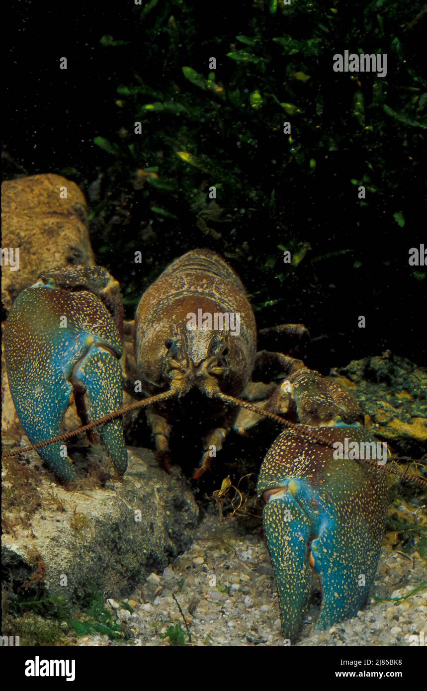 Signal crayfish (Pacifastacus leniusculus), Native to America ...