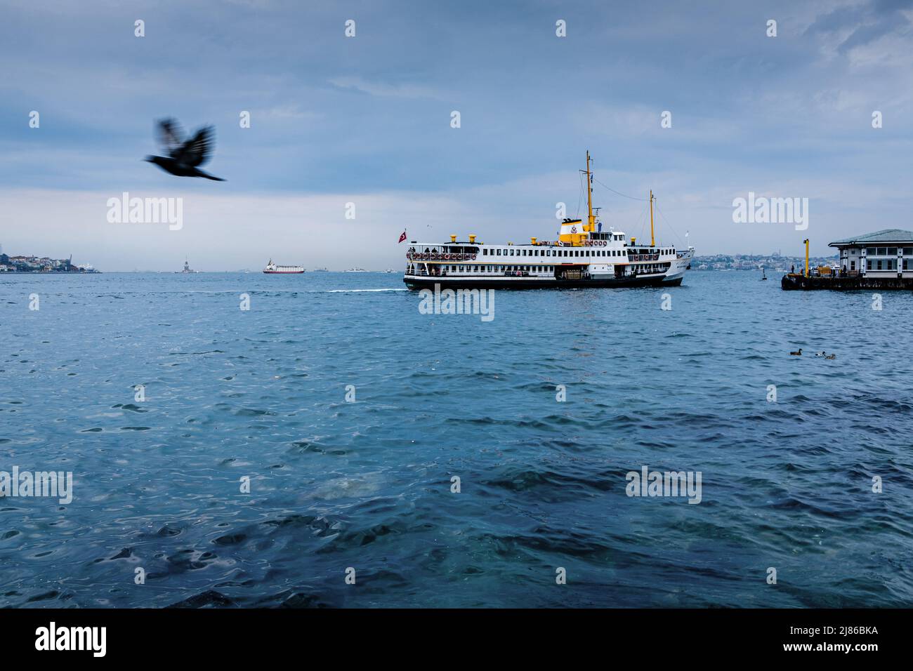 Live bird transport hi-res stock photography and images - Alamy