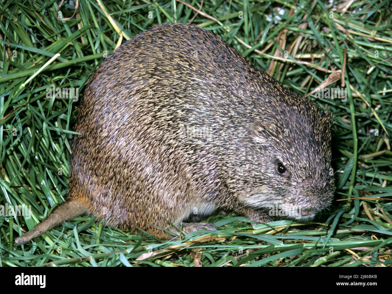 Greater Cane rat in the grass Black Africa Stock Photo - Alamy