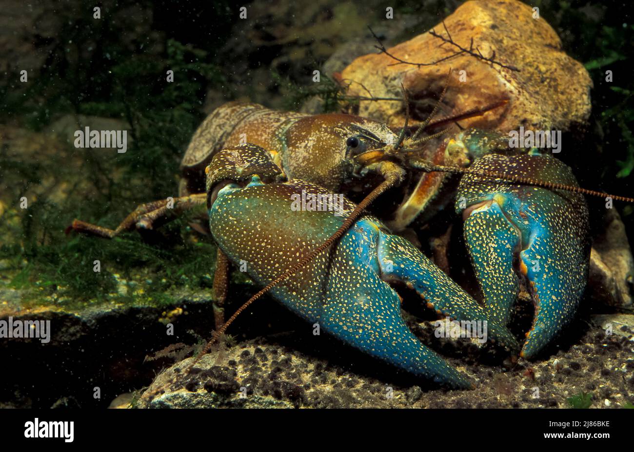 Signal crayfish (Pacifastacus leniusculus), Native to America ...