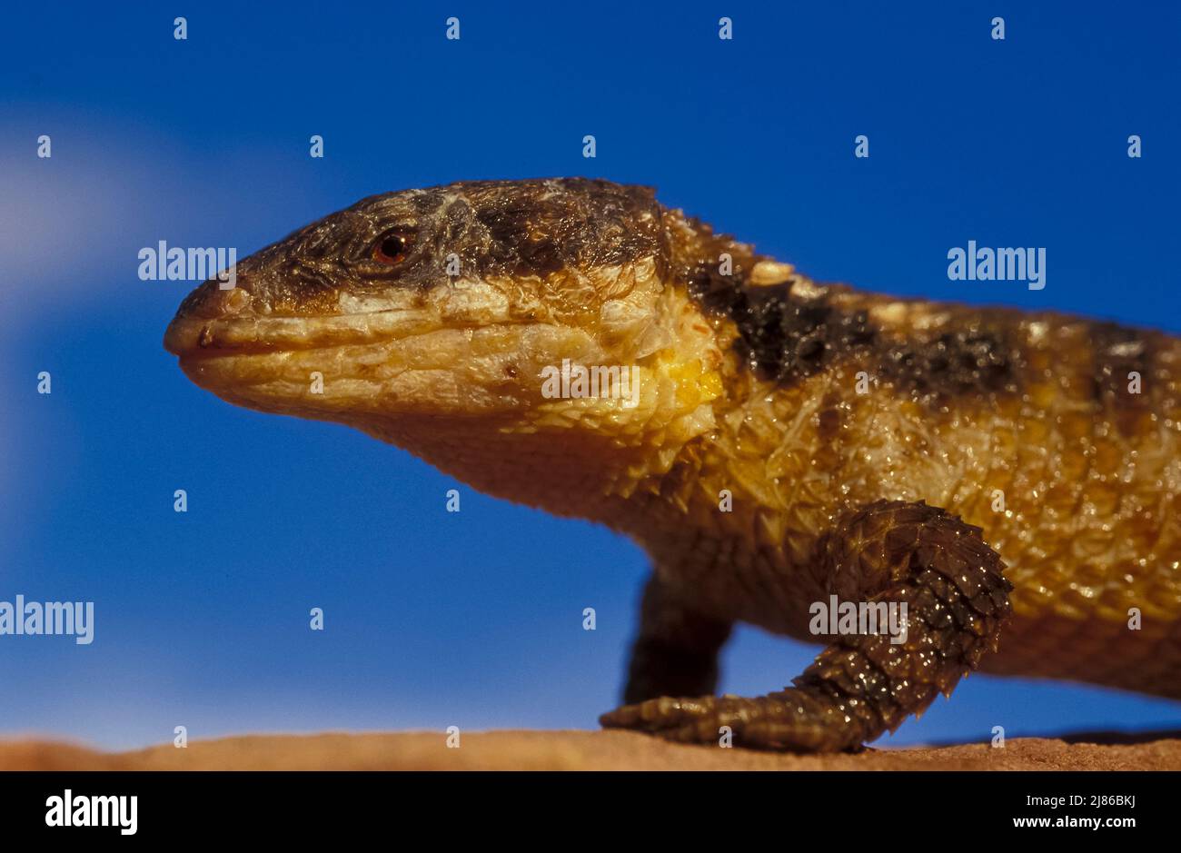 Portrait of Tropical Girdled Lizard (Cordylus tropidosternum), tanzania ...