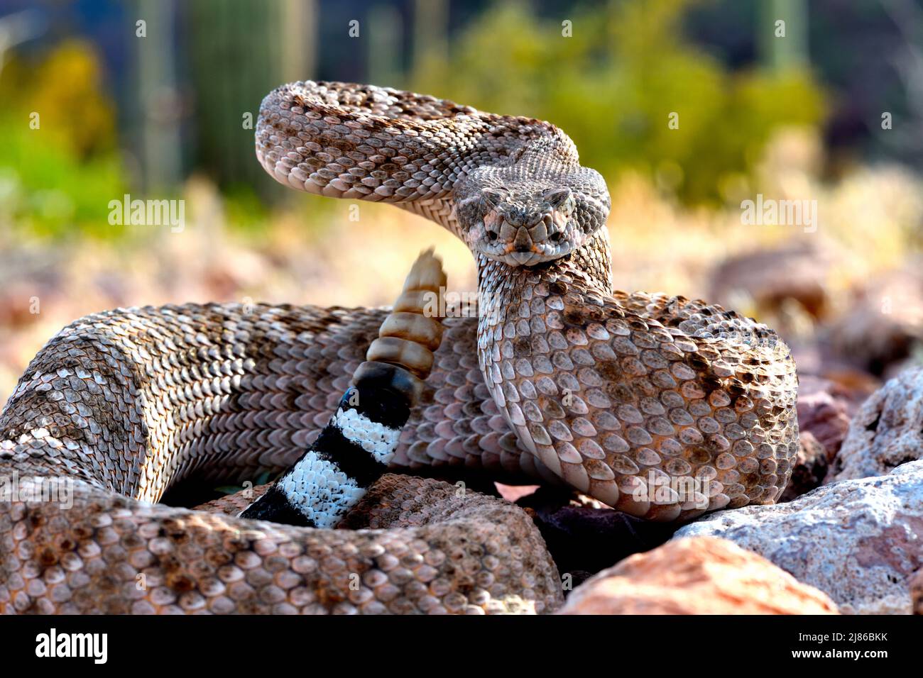Eastern Diamondback rattlesnake (Crotalus atrox), Arizona, USA ...