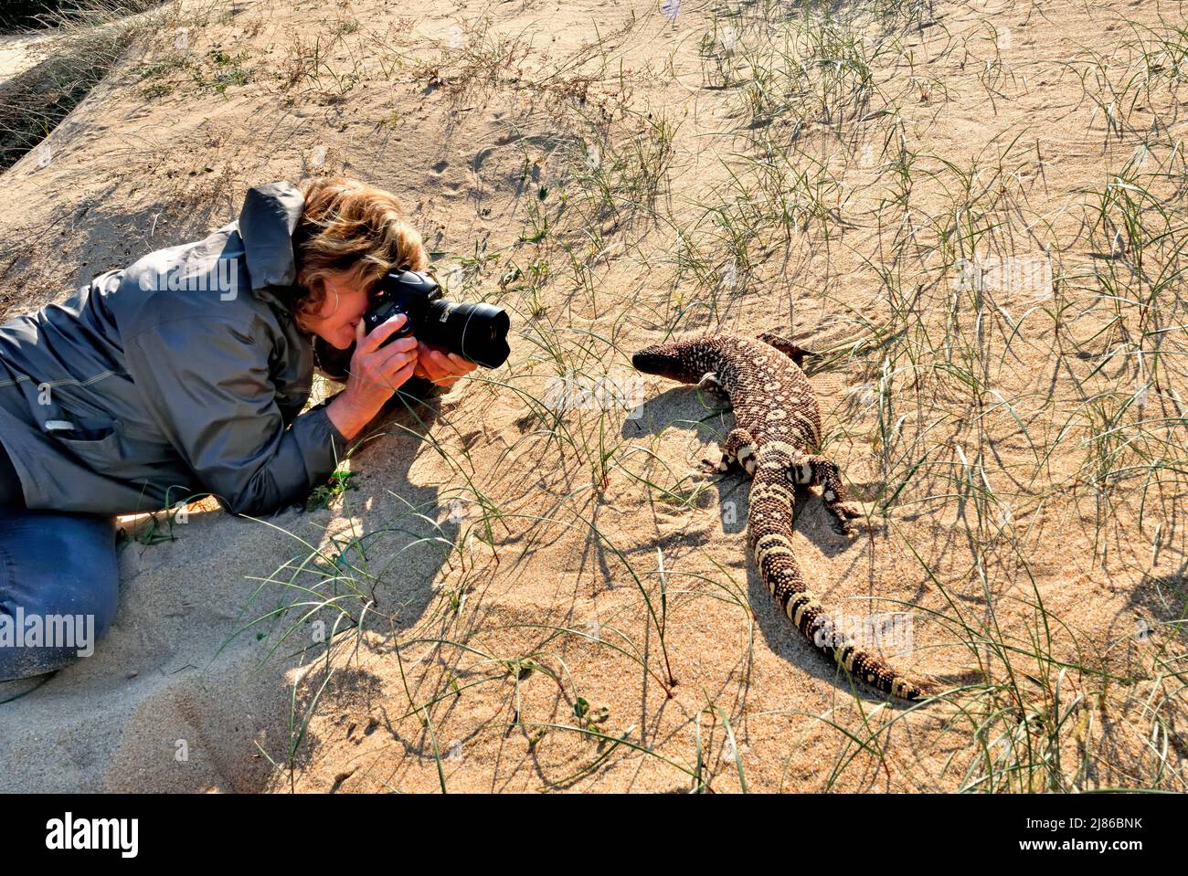 Photographer with Rio Fuerte beaded lizard Venomous (Heloderma horridum ...