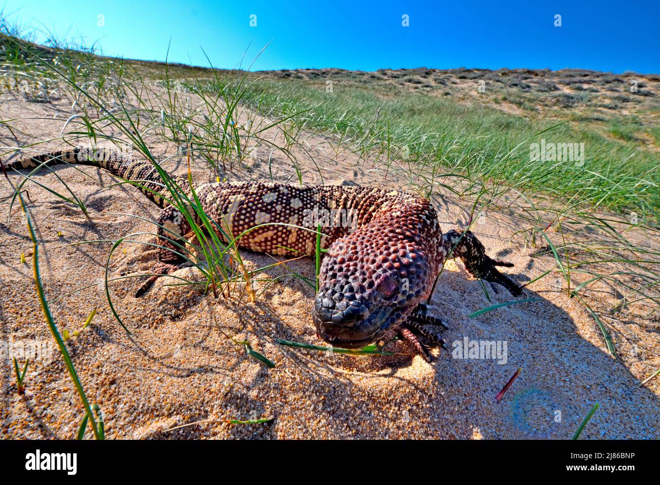 Rio Fuerte beaded lizard Venomous (Heloderma horridum exasperatum). S ...