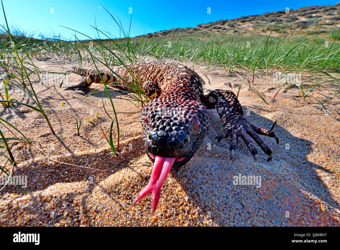 Rio Fuerte beaded lizard Venomous (Heloderma horridum exasperatum). S ...