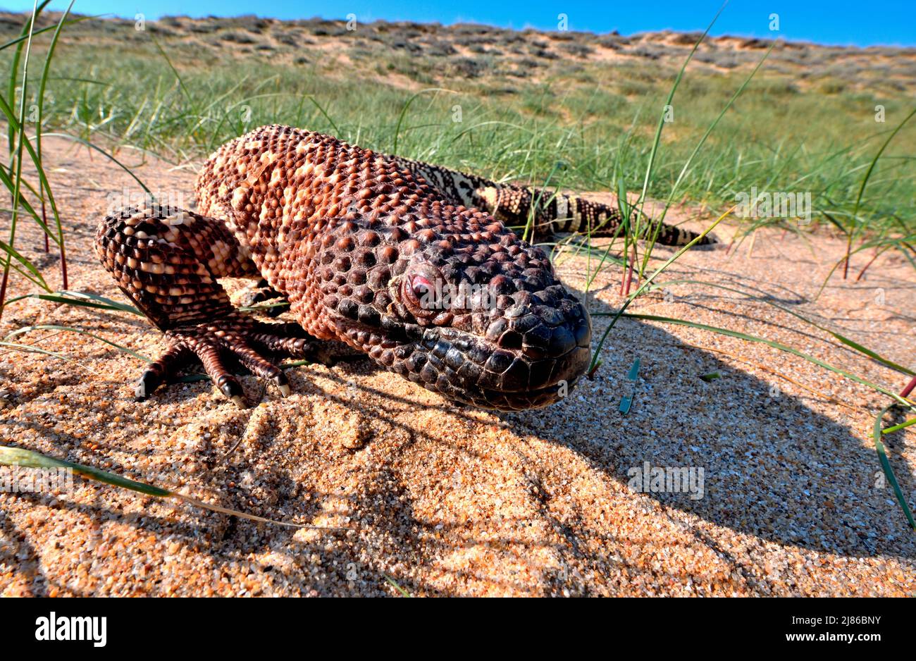 Rio Fuerte beaded lizard Venomous (Heloderma horridum exasperatum). S ...