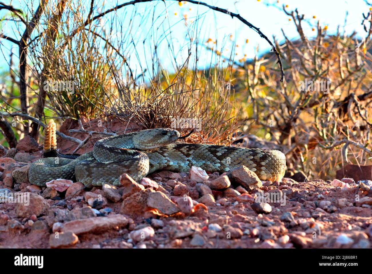 Ornate rattlesnake or Eastern black-tailed rattlesnake (Crotalus ...